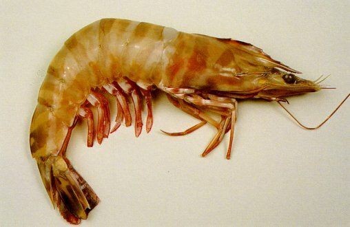 Fresh Australian Prawns – Austfish's Best Quality Catch